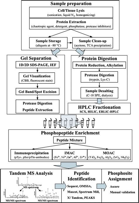 Phosphoproteomics And Molecular Cardiology Techniques Applications