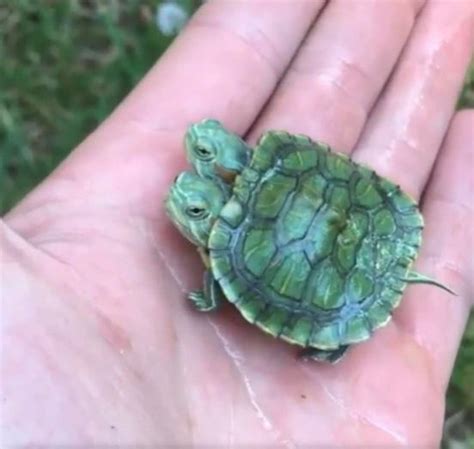 Woooow Unusual Two Headed Turtle 🐢🐢🐢in One Shell Siamese