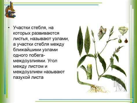 Побег и почки 6 класс презентация онлайн