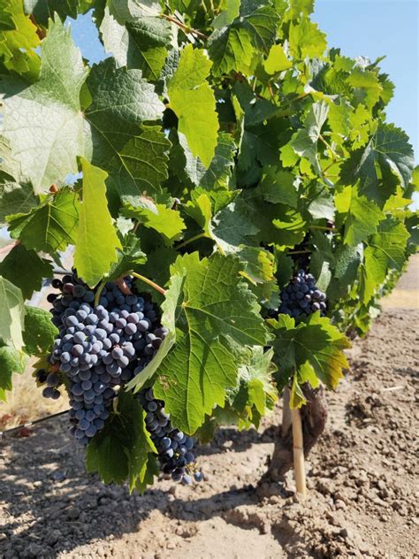 Hojas De Parra Y Sus Uvas At Nicholas Warrior Blog