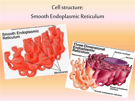 Information About The Smooth Endoplasmic Reticulum And Its Functions