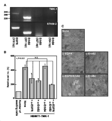 Erbb Receptor Mediated Signals Regulate Invasive Growth Of Human