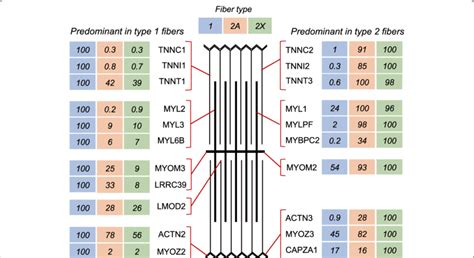 Myofibrillar Proteins Fiber Type Distribution Of Representative