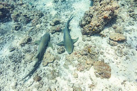 青い海の水の中を泳ぐサメと健康なサンゴ礁生態系の水中自然背景 オセアニアのストックフォトや画像を多数ご用意 オセアニア