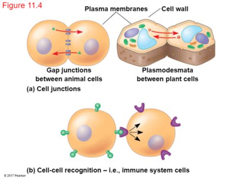 Ap Biology Unit 4 Cell Communication Flashcards Quizlet