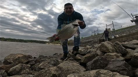 Pesca De Striped Bass Y Híbridos Youtube