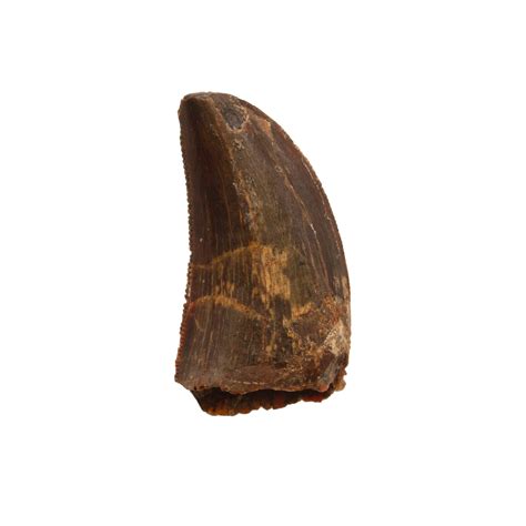 Carcharodontosaurid Tooth 1 01 Inch The Fossil Emporium