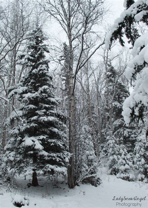 Snow Covered Trees Society6 Tumblr Twitter LadySnowAngel Photography