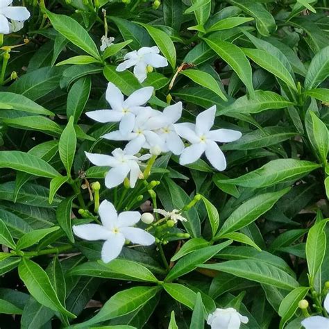 Vine Downey Jasmine Plant Live For Trellises And Gardens Fragrant