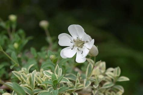 庭の花庭木の花バラのつぼみに虫 バラの香る庭へようこそ 楽天ブログ