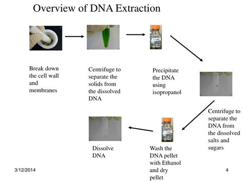 Dna Extraction Flow Diagram Dna Extraction Flow Chart