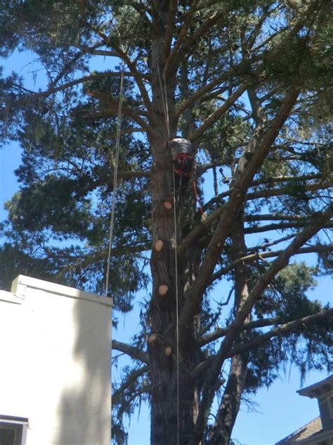 Tree Service Gold Coast Gallery Tree Trimming Lopping Removal
