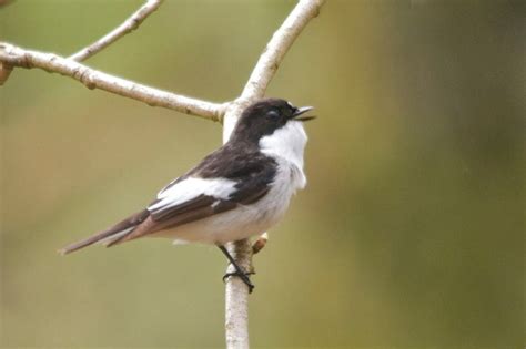 Bbc Springwatch 2025 At Longshaw National Trust