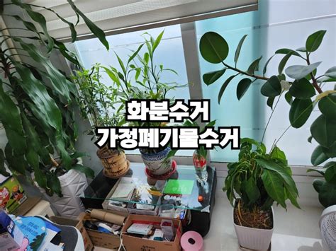 이제 커다란 화분 버리기 걱정 끝 빠르고 안전한 화분 수거 서비스 경기도 여주시 하동 주택수리종합 당근 비즈 소식