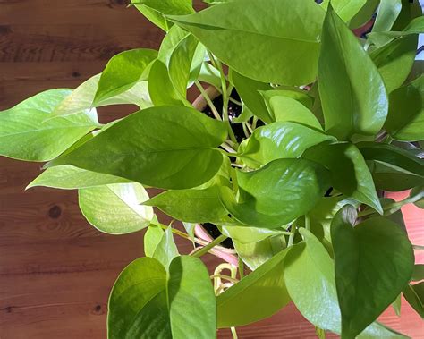 Lemon Lime Philodendron Vs Neon Pothos Plants Gardensline