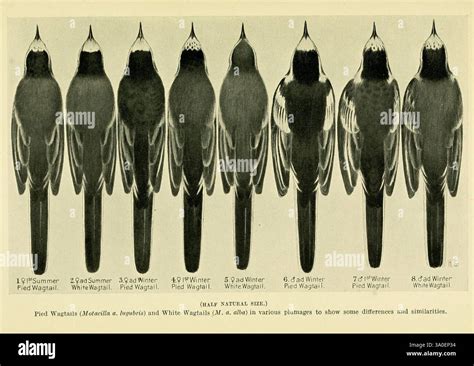 A Practical Handbook Of British Birds London Witherby 1920 24 Birds