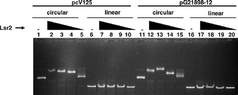 Preferential Binding Of Lsr2 To Circular Dna Agarose Gel Shift Of