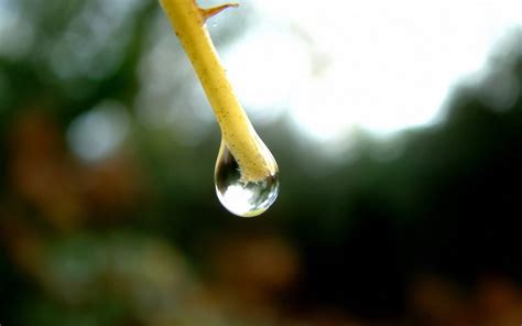 배경 화면 줄기 식물 하락 1920x1200 Coolwallpapers 644105 배경 화면 Wallhere