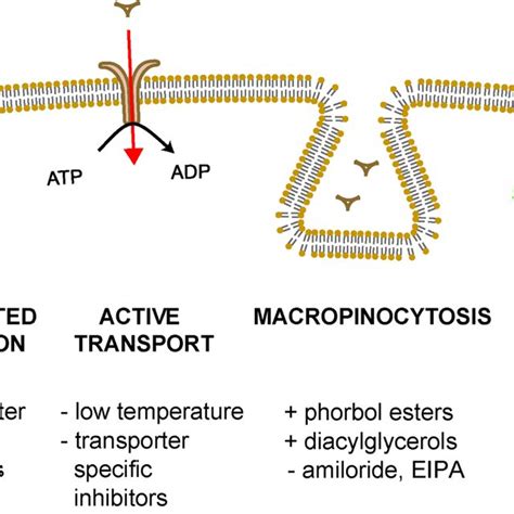 Routes Into The Cell Passive Diffusion Facilitated Diffusion Active