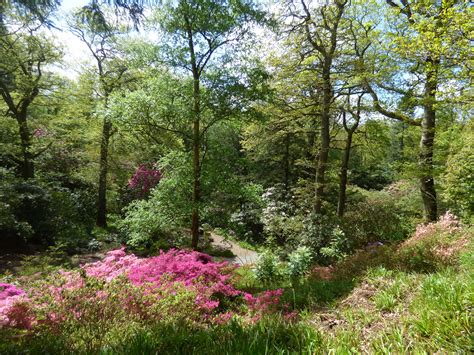 Cómo crear un bosque en miniatura