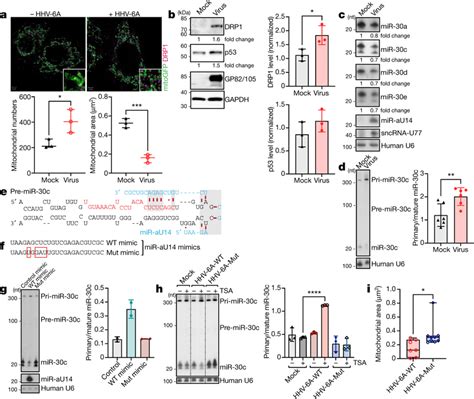 Hhv 6a Infection And Reactivation Induce Mitochondrial Fission Via The