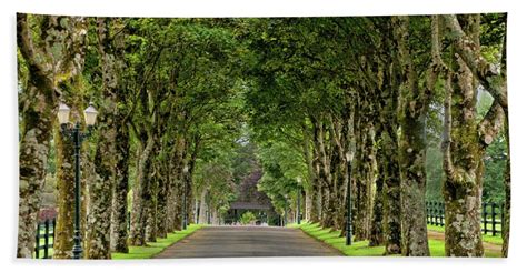 The Poplar Field By William Cowper Flashcards By Proprofs