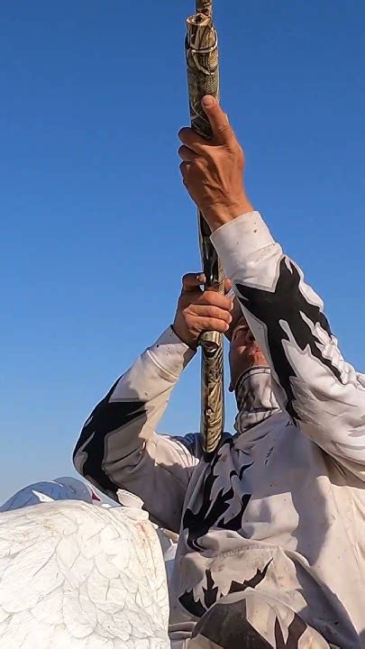 صــيـد بــط عـدد هائــل جداً فيديو ممتع Huge Duck Hunting Very