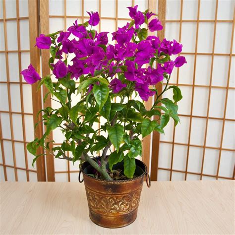 Dicas Essenciais Para Fazer A Bougainvillea Florescer PlantaSonya O