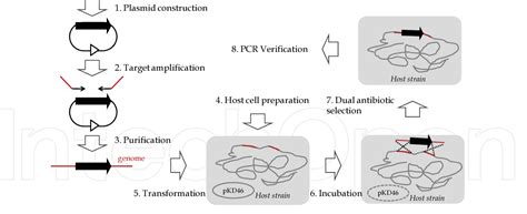 Figure 1 From Built In Synthetic Gene Circuits In Escherichia Coli Methodology And