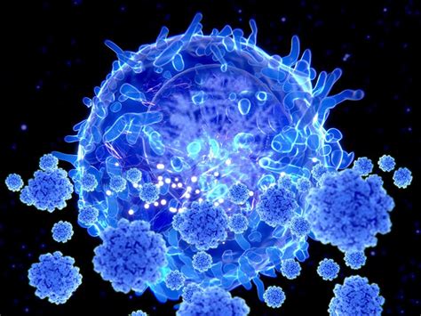 Les Lymphocytes T Cytotoxiques Pour Renforcer Limmunité Contre Le Covid 19