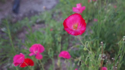 길가에서 발견한 관상용 양귀비 Youtube