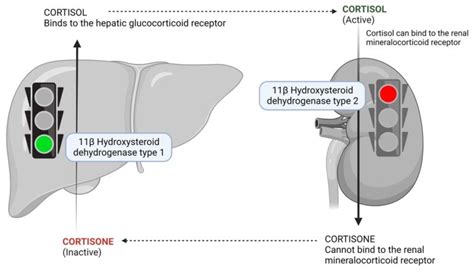 Evaluation Of Hyperaldosteronism An Algorithm Based Approach My Endo Consult Evaluation Of Hyperaldosteronism An Algorithm Based Approach My Endo Consult