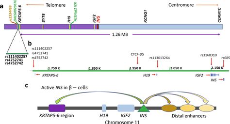 Features Of Human Chromosome 11p15 5 P15 4 Region A Schematic Download Scientific Diagram