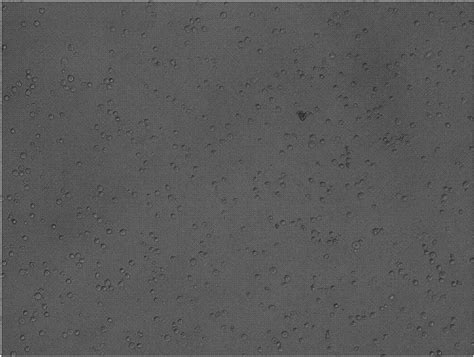 A Cell Immunomagnetic Bead Sorting System Eureka Patsnap