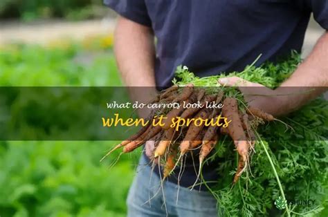A Visual Guide To What Carrots Look Like When They Sprout Shuncy