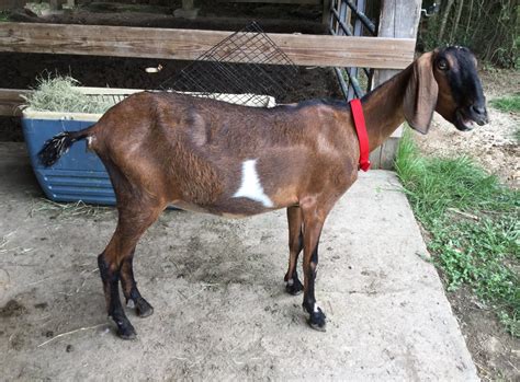 Urgent Goat With VERY Pale Eyelids UPDATE Page 2 BackYardHerds