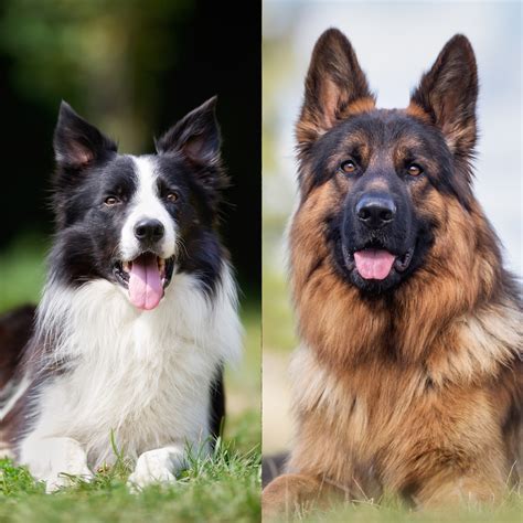 German Shepherd Border Collie Puppies