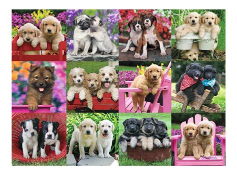 Много пород собак на одном 66 фото картинки Sobakovod Club