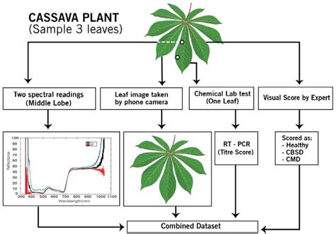 Figure 1 From A Labeled Spectral Dataset With Cassava Disease Occurrences Using Virus Titre