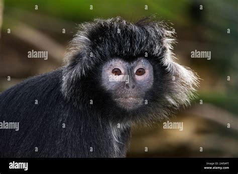 Javan Langur Or Javan Lutung Trachypithecus Auratus Portrait Of