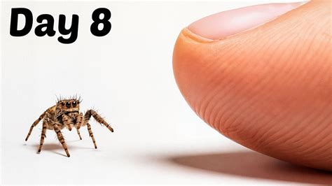 Small Hopping Spider In Your House Heres 5 Reasons Why Discovermagz Blog