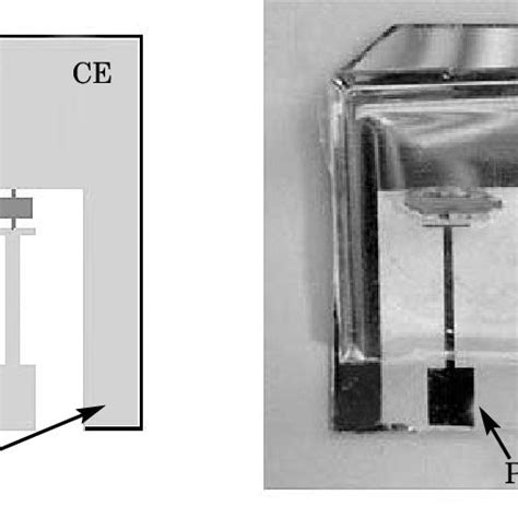 Diagrams Of The Cell Chip Download Scientific Diagram