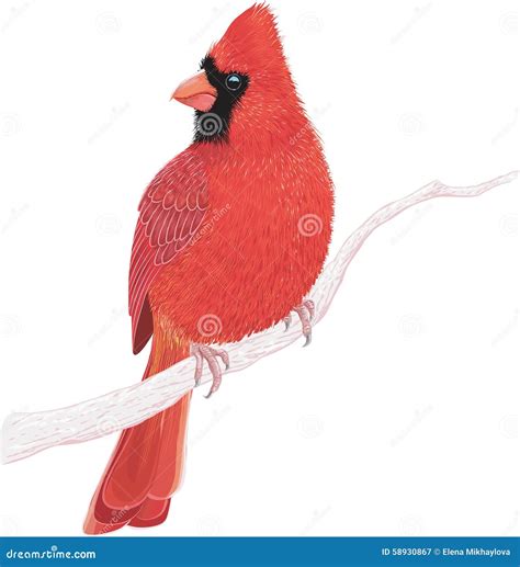 Cardinal Stock Vector Illustration Of Cardinal Vector 58930867