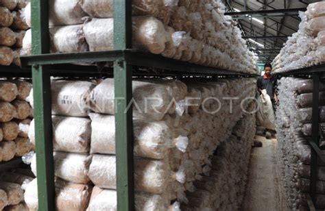 BUDIDAYA JAMUR TIRAM ANTARA Foto