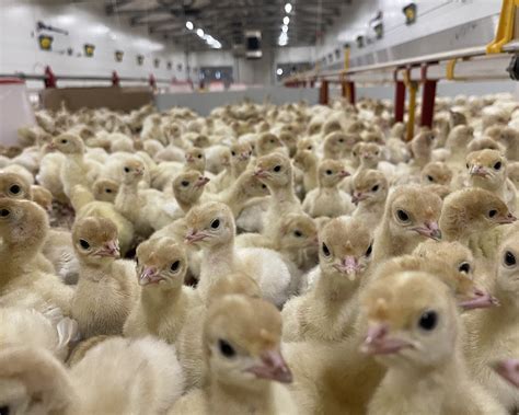 იწყება გაყიდვები ერთდღიანი ინდაურის ჭუკების კროსსი Big6 წიწილები