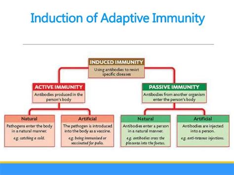 Artificial Passive Immunity Graph Connor Mackay
