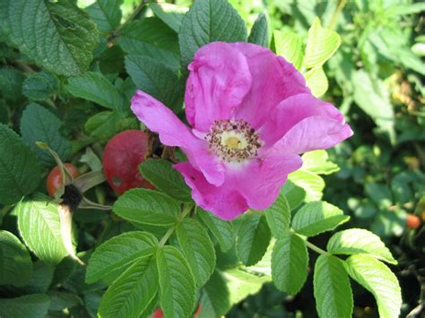 Шиповник майский или коричный - Rosa majalis Herrm.