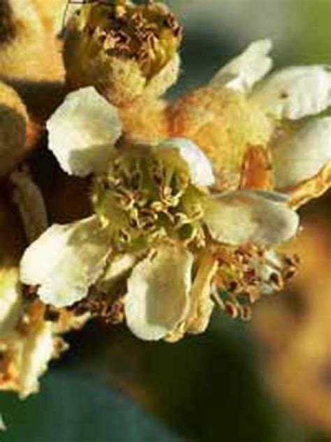 Eriobotrya Japonica Japanische Wollmispel Loquat Günstig Kaufen
