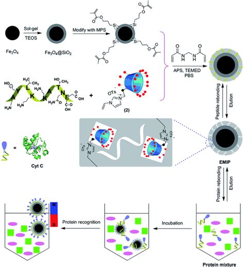 Epitope Imprinted Polymers Applications In Protein Recognition And Separation Rsc Advances