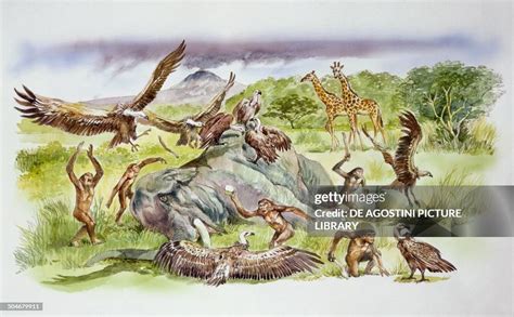 Australopithecus Genus Hominids Chase Away Vultures To Take Photo D